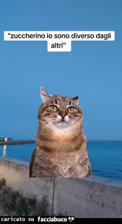 Vaccate - Facciabuco.com