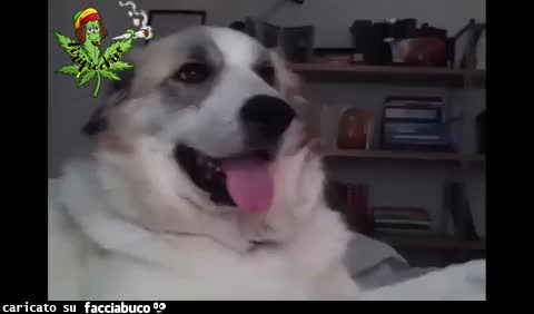 Tutti i meme su Schiaffi - Facciabuco.com