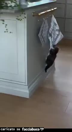 Vaccate - Facciabuco.com