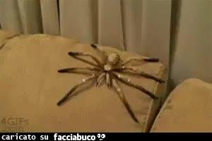 Scherzi - Facciabuco.com